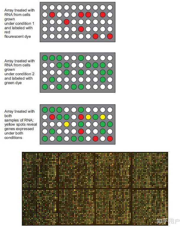 DNA探针是什么？ - 知乎