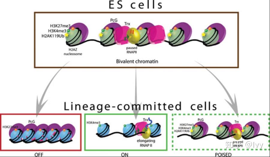 分子生物学名词解释 - 知乎