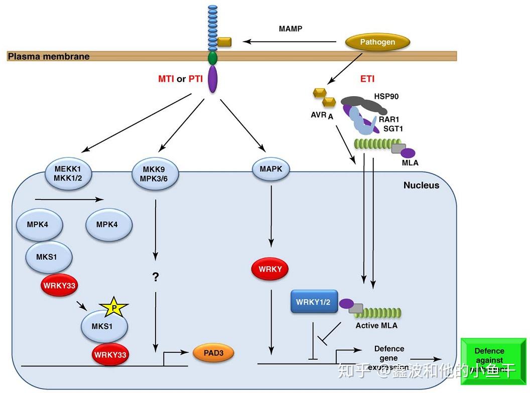 浅谈转录因子及研究方法——以植物WRKY家族为例 - 知乎