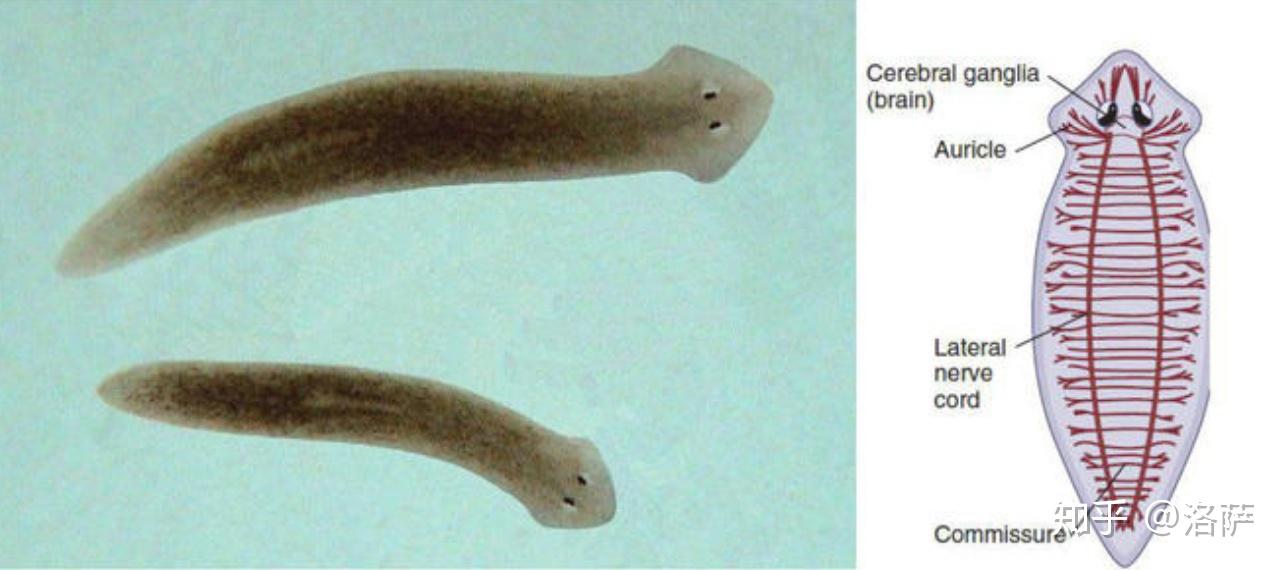 草缸中常见有害生物，怎么处理？ - 知乎