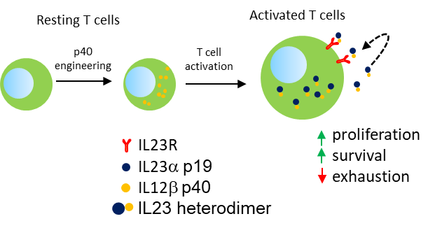 Nat Biotech | IL23促进CAR-T细胞在实体瘤中的抗癌功能，有望进入临床测试 - 知乎
