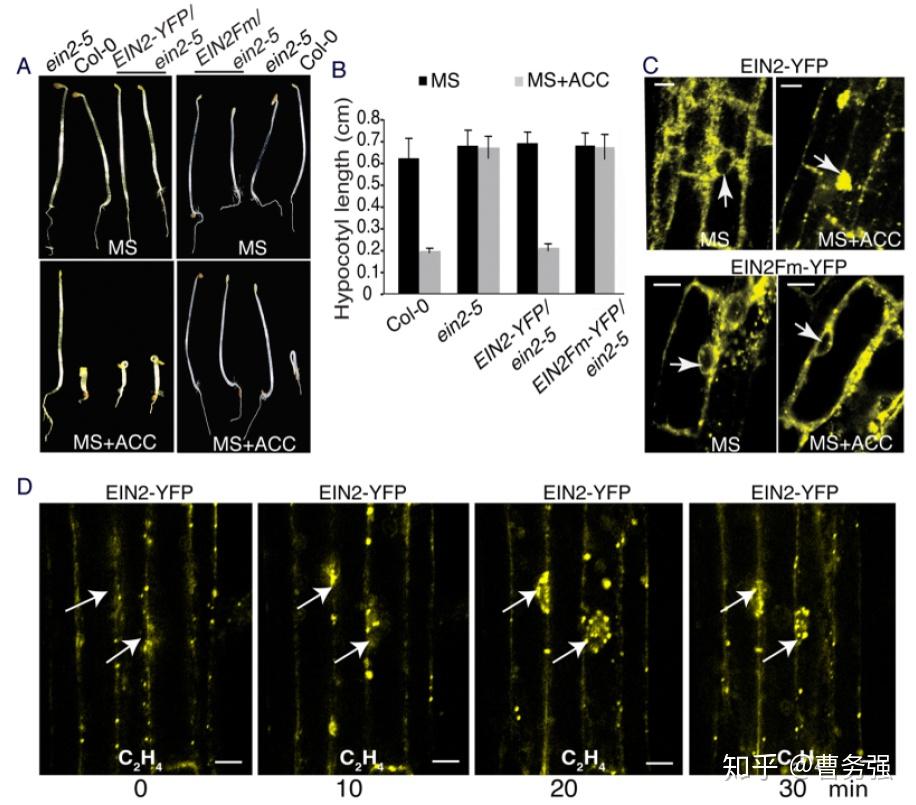 乙烯信号简史 | 成也EIN2，败也EIN2 - 知乎