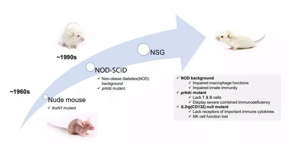 免疫缺陷小鼠之前世今生 - 知乎