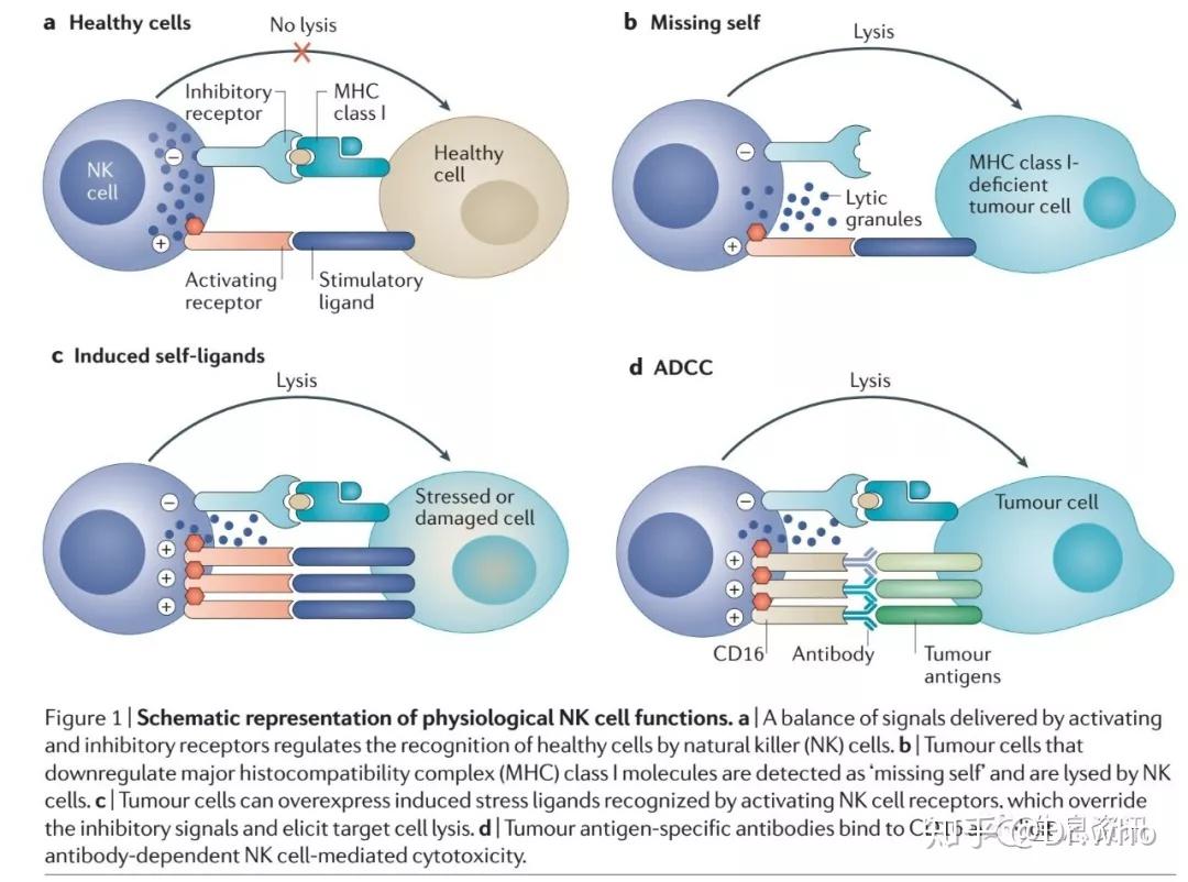CAR-NK：CAR-T之外的新大陆 - 知乎