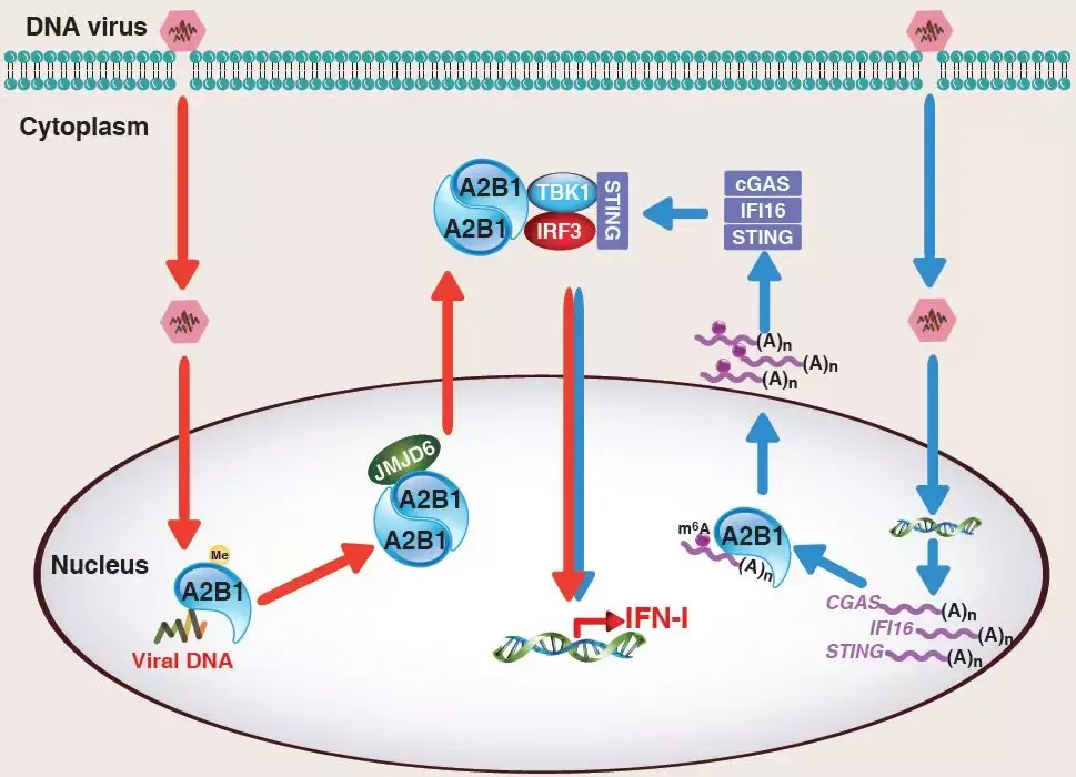 Science亮点 | 曹雪涛团队发现新型细胞核内DNA感受器 - 知乎