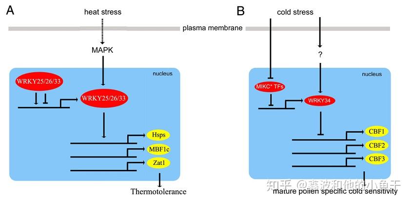 浅谈转录因子及研究方法——以植物WRKY家族为例 - 知乎