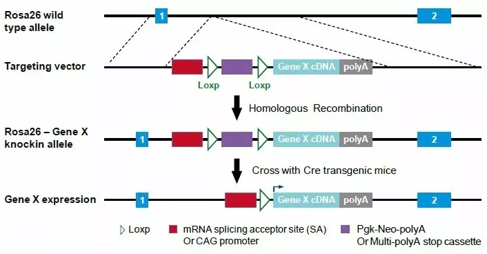 读懂Safe Harbor——玩转基因过表达 - 知乎