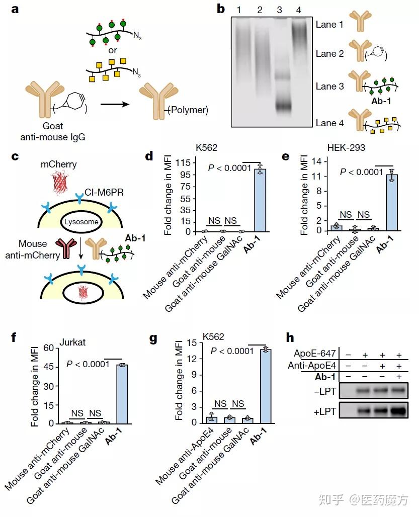 Nature：PROTAC之后， LYTAC来了！ - 知乎