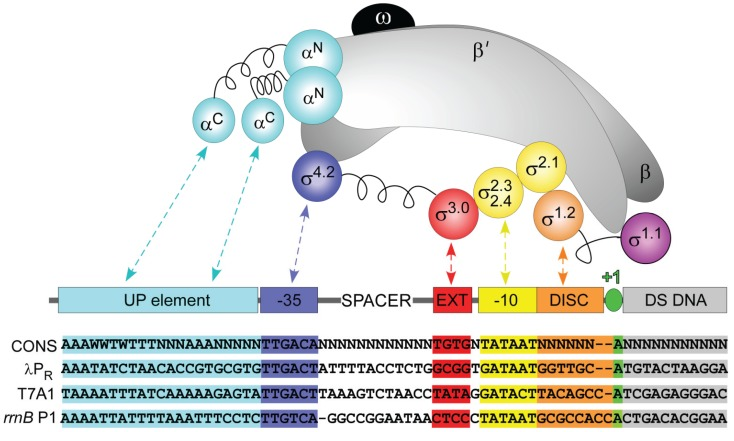 原核生物的启动子与转录起始过程 - 知乎