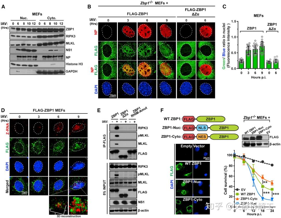 【Cell论文拆解】流感病毒的Z-RNA可诱导ZBP1介导的细胞坏死 - 知乎