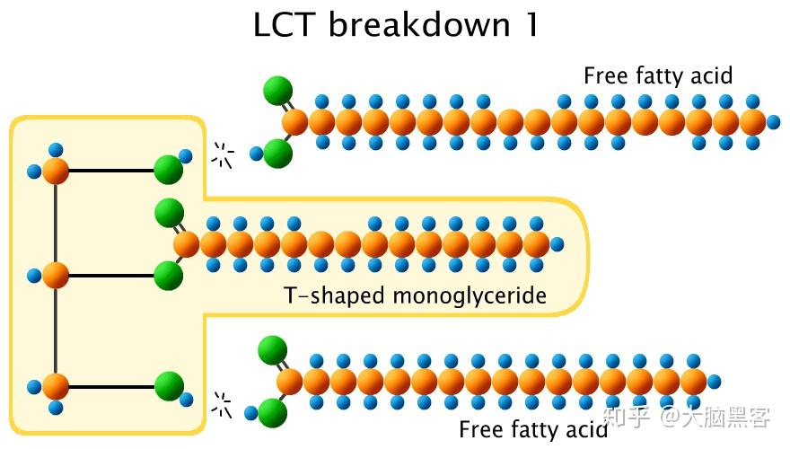 我爱脂肪3 - 长中短链脂肪酸，LCT，MCT和SCT - 知乎