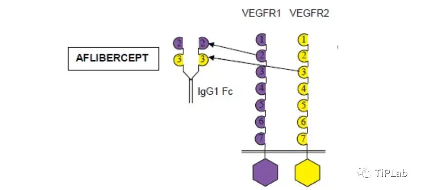 TiPLab生物医药专利研究：后来居上的Eylea® - 知乎