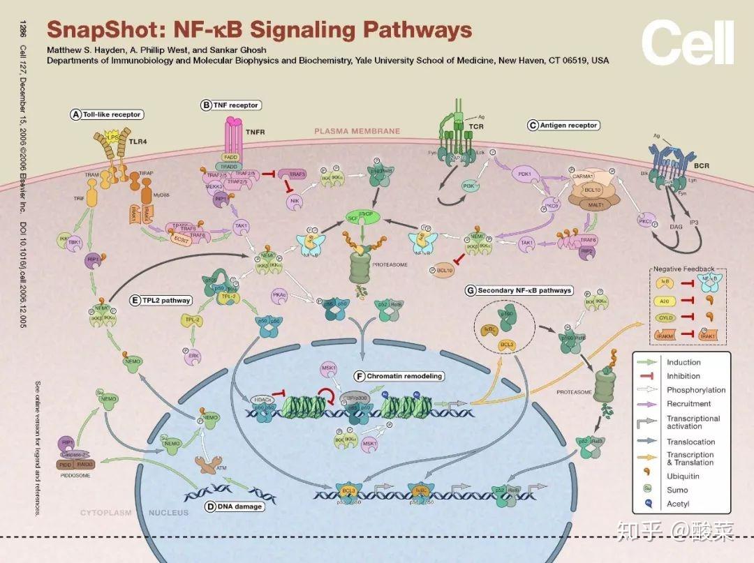 经典信号通路总结——NF-κB信号通路 - 知乎