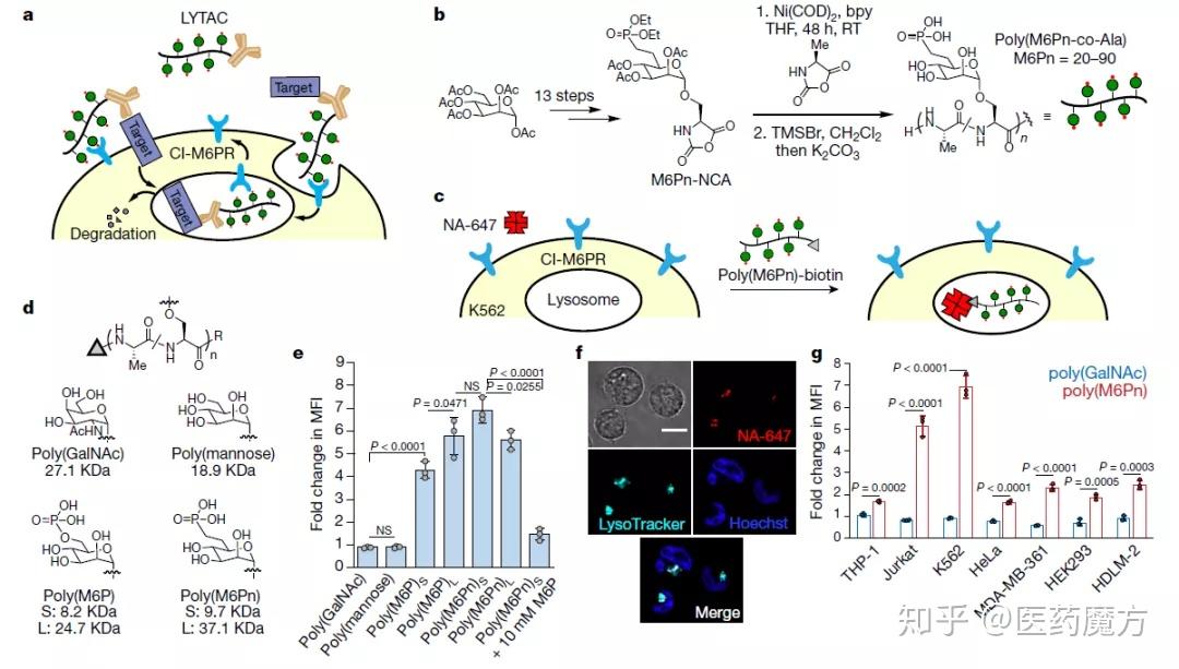Nature：PROTAC之后， LYTAC来了！ - 知乎