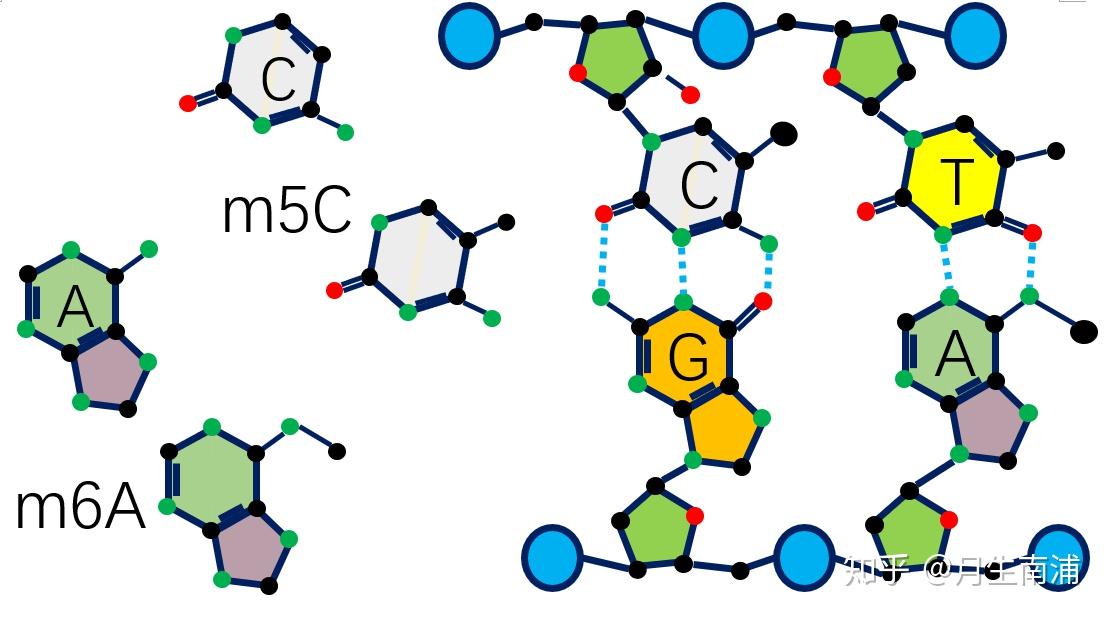 核酸化学与细胞中的核酸 - 知乎