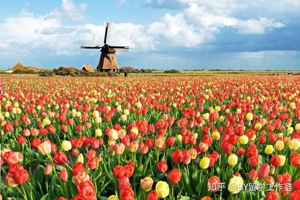 荷兰博士留学？你想要的的干货在这里！ - 知乎