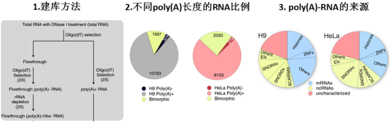 国内长非编码RNA又一篇cell！9张图带你看完sno-lncRNA的研究历程 - 知乎