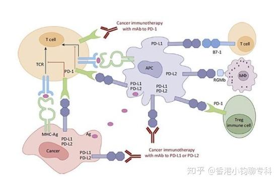 CTLA-4和PD-L1/PD-1：两种免疫检查点抑制剂故事 - 知乎