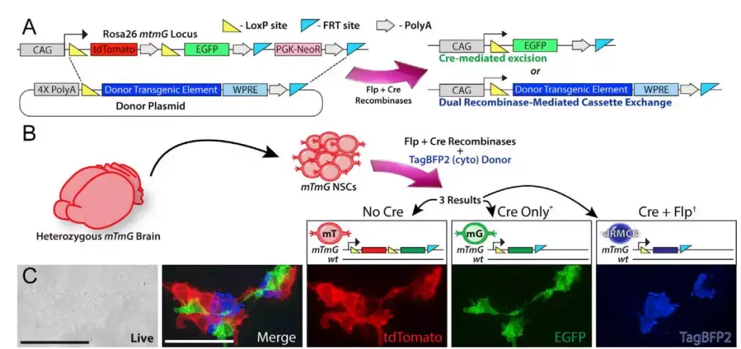 Cell | 原位精准转基因技术快速构建体细胞嵌合体小鼠模型 - 知乎