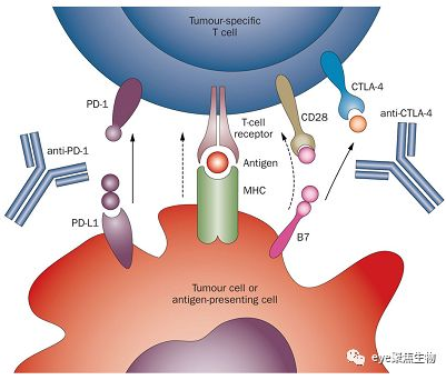 CAR-T和PD1/PDL1免疫疗法介绍，纯干货知识 - 知乎