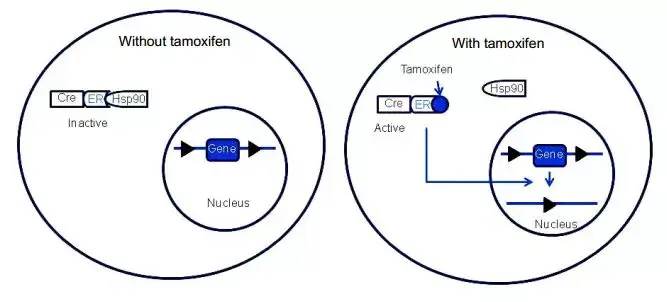 【干货】诱导型条件性基因敲除介绍 - 知乎