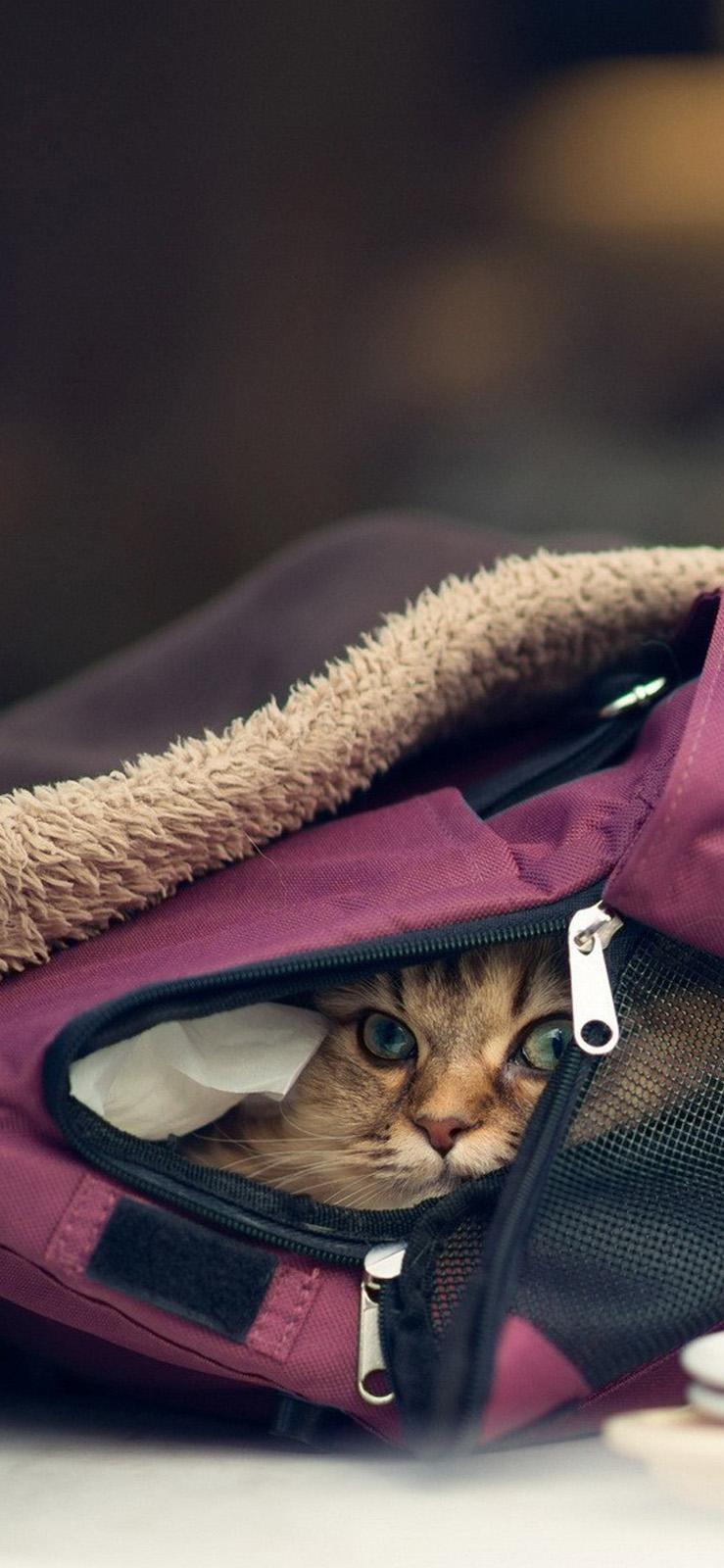 有哪些看上去开心的高清壁纸？ - 知乎