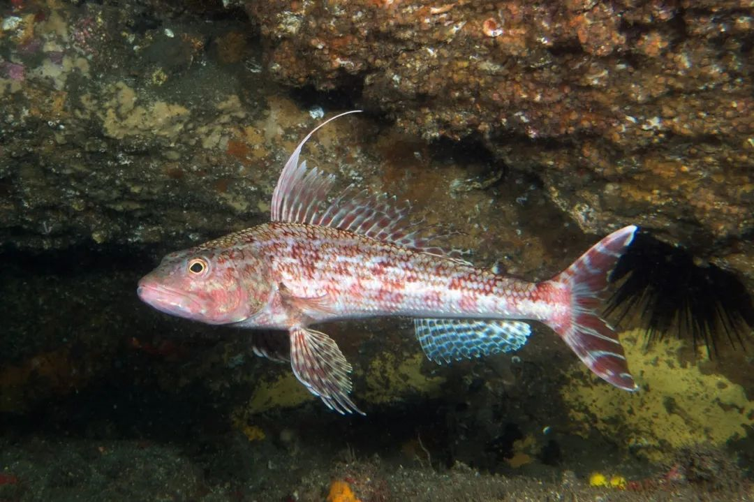 仙女鱼，一个以“仙女”为名的“妖怪”家族（作者：暮晖熠熠） - 知乎