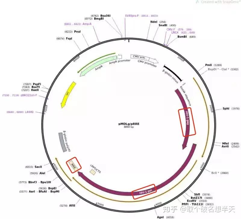 慢病毒包装基础原理&实验 - 知乎