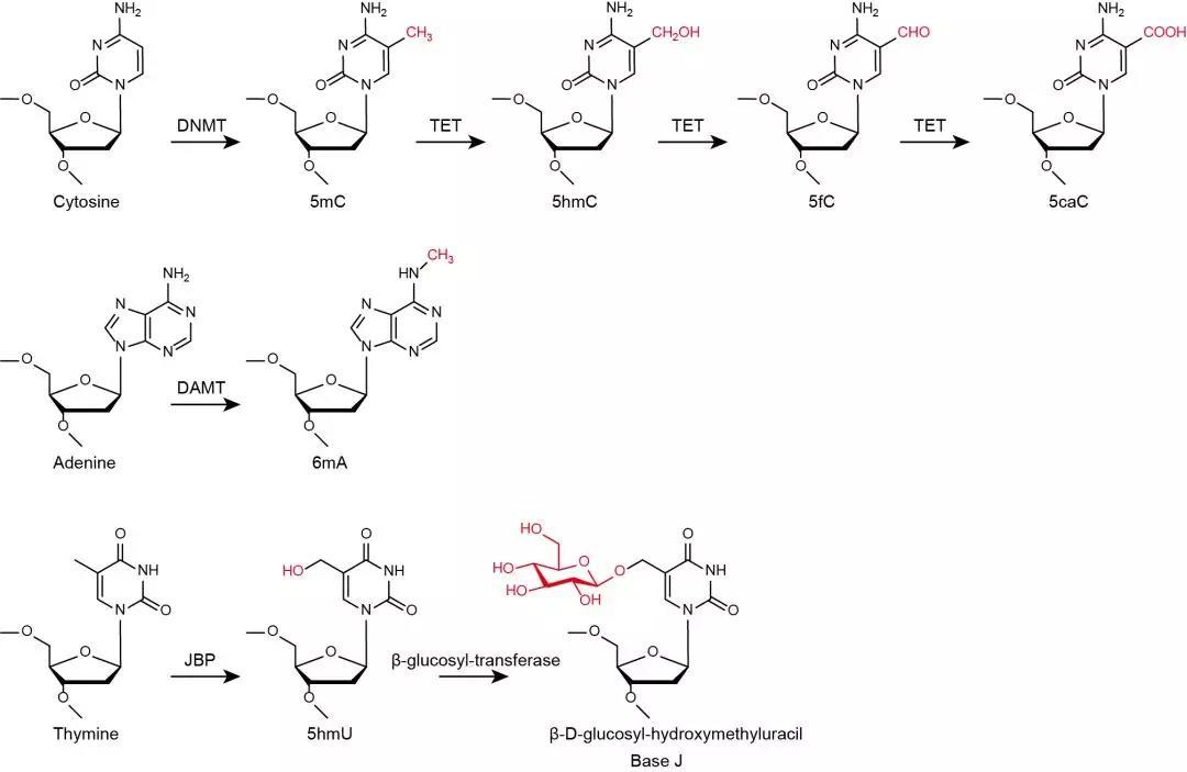 何川点评Nature | 中科院/复旦合作团队发现维生素C可直接参与真核生物的DNA修饰 - 知乎