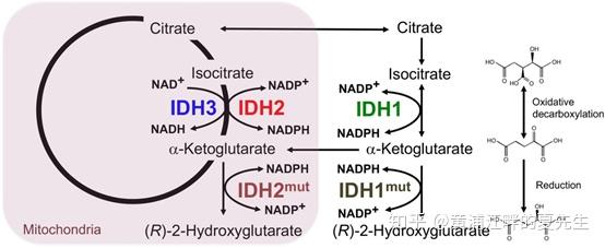 IDH突变、表观遗传与靶向治疗 - 知乎
