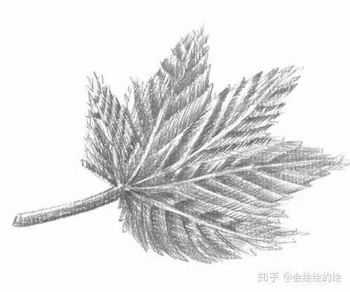 树叶素描教程：枫叶素描画步骤详解，适合初学者 - 知乎