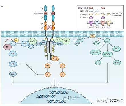 施一公又要火了！中国自主研发的二代TRK抑制剂ICP-723获批临床！ - 知乎