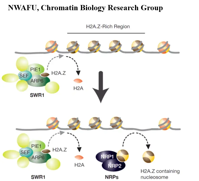 Nature Commun. | 西农研究团队发现植物组蛋白变体H2A.Z从染色质中移除的分子途径 - 知乎