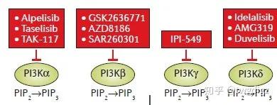 丁健院士出品：FDA批准海和生物PI3K抑制剂CYH33进入美国临床研究！ - 知乎