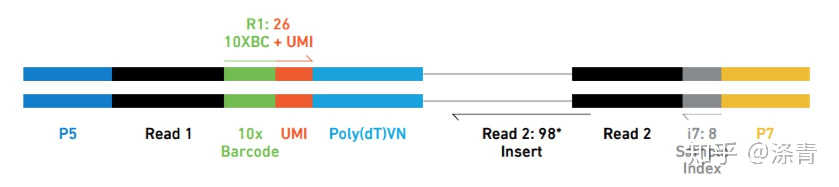 单细胞小白日记（六）——计数矩阵的原始数据 - 知乎