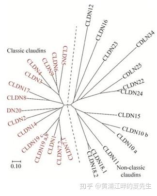 Claudin18.2蛋白的靶向治疗 - 知乎