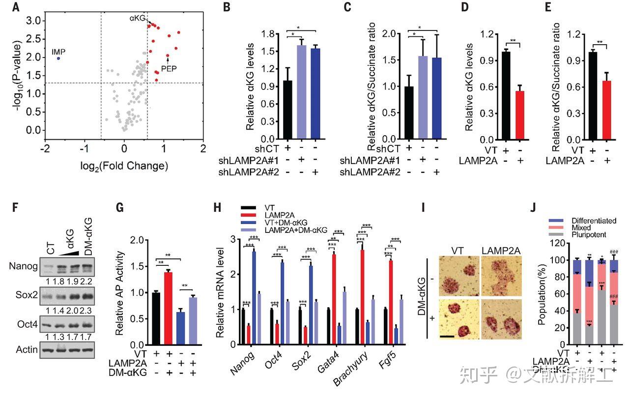 由伴侣蛋白介导的自噬可调节胚胎干细胞的多能性 - 知乎