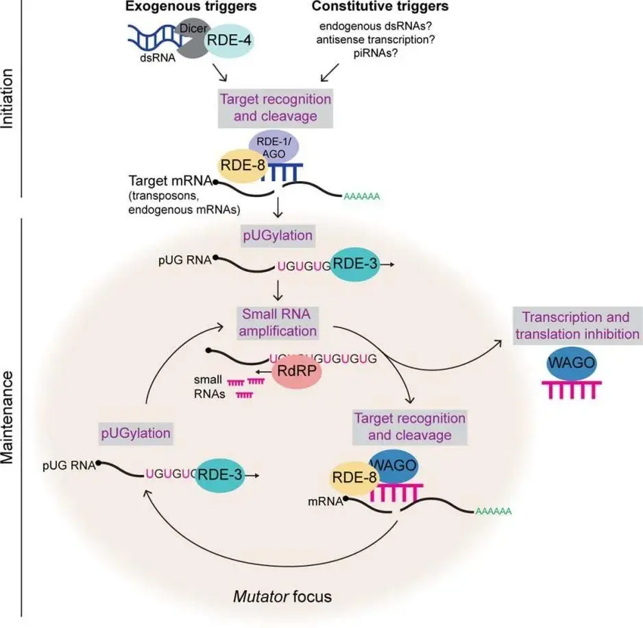 Nature | 小尾巴大功能！解析poly(UG)尾RNA在保护基因组稳定性的重要性 - 知乎
