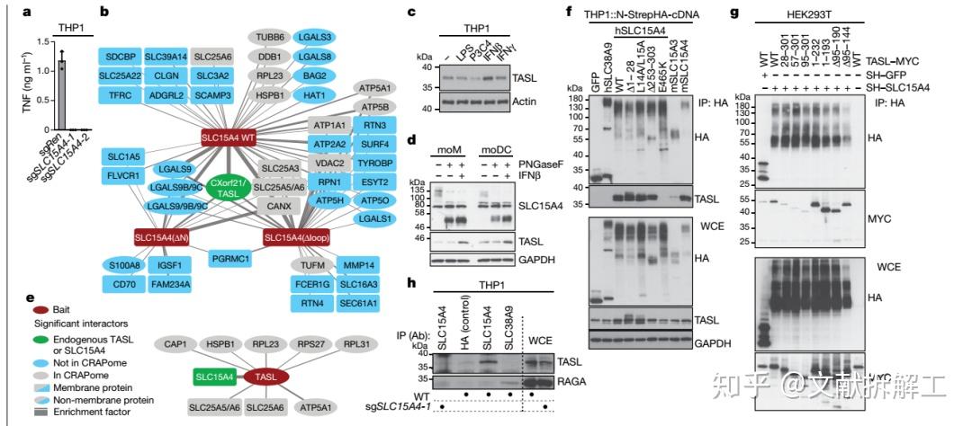 【Nature论文拆解】SLC15A4相关的适配器TASL,通过TLR7-9活化IRF5 - 知乎