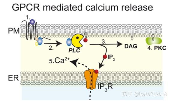 激素的作用机制（三） - 知乎