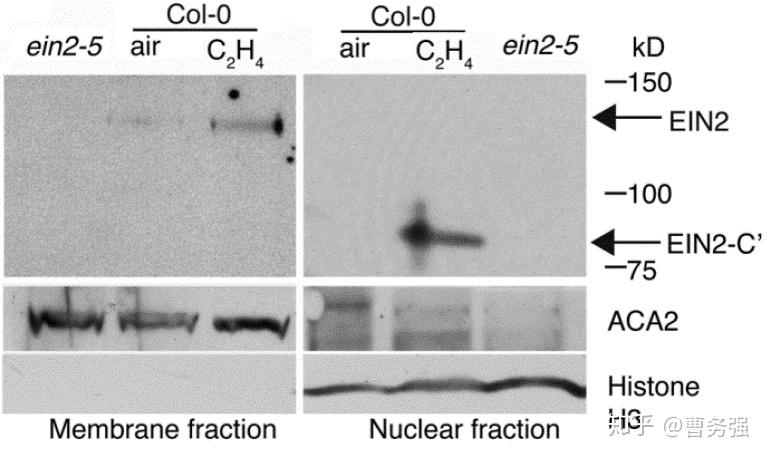 乙烯信号简史 | 成也EIN2，败也EIN2 - 知乎