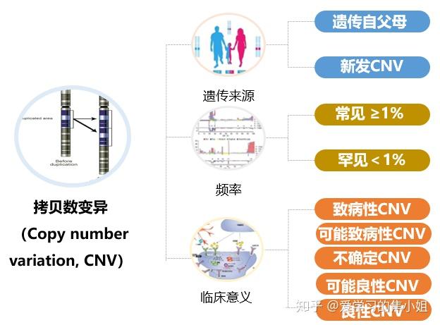 焦老师讲遗传系列之12：拷贝数变异CNV - 知乎