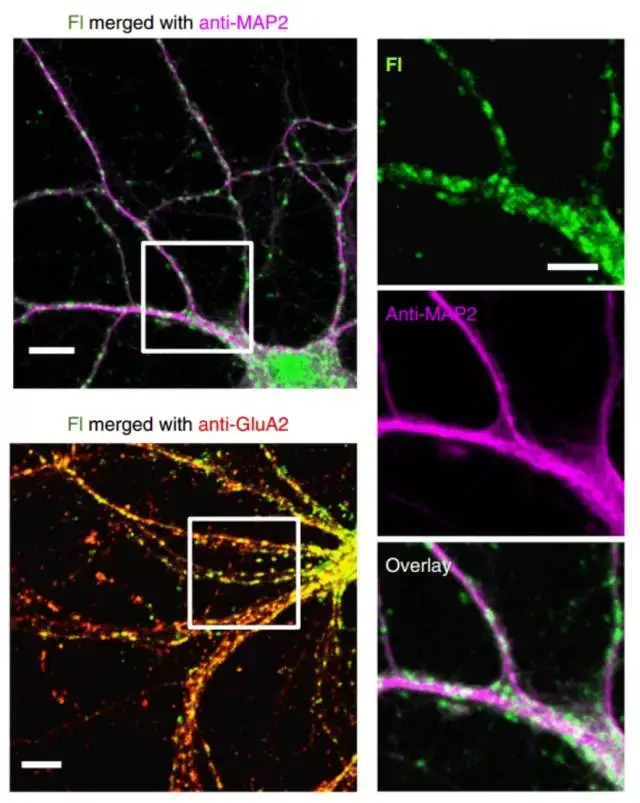 神经元突触受体染色的新技术 - 知乎