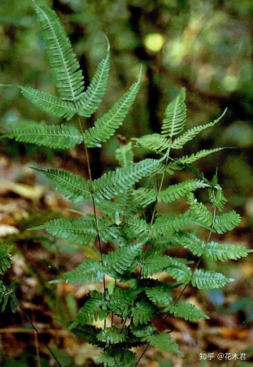 蕨类植物|凤尾蕨的鉴赏与栽培养护 - 知乎