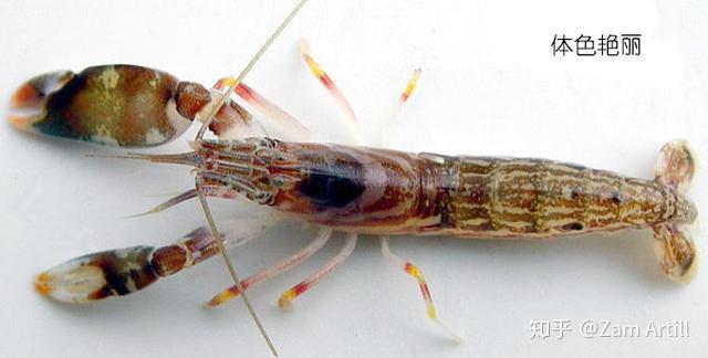 如何鉴别对虾、罗氏虾、北极甜虾……一文解决“虾”认识 - 知乎