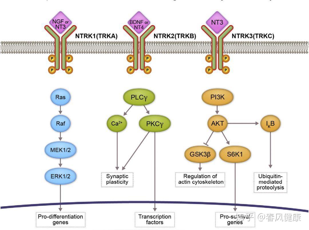 神奇公司LOXO重磅广谱抗癌新药—LOXO-101对17种肿瘤有效（二） - 知乎