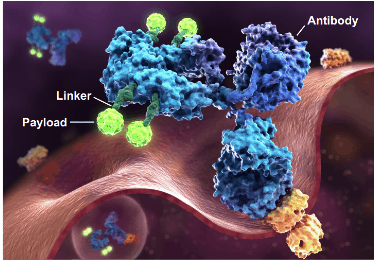 抗体药物偶联(ADC)的介绍以及设计原则 - 知乎